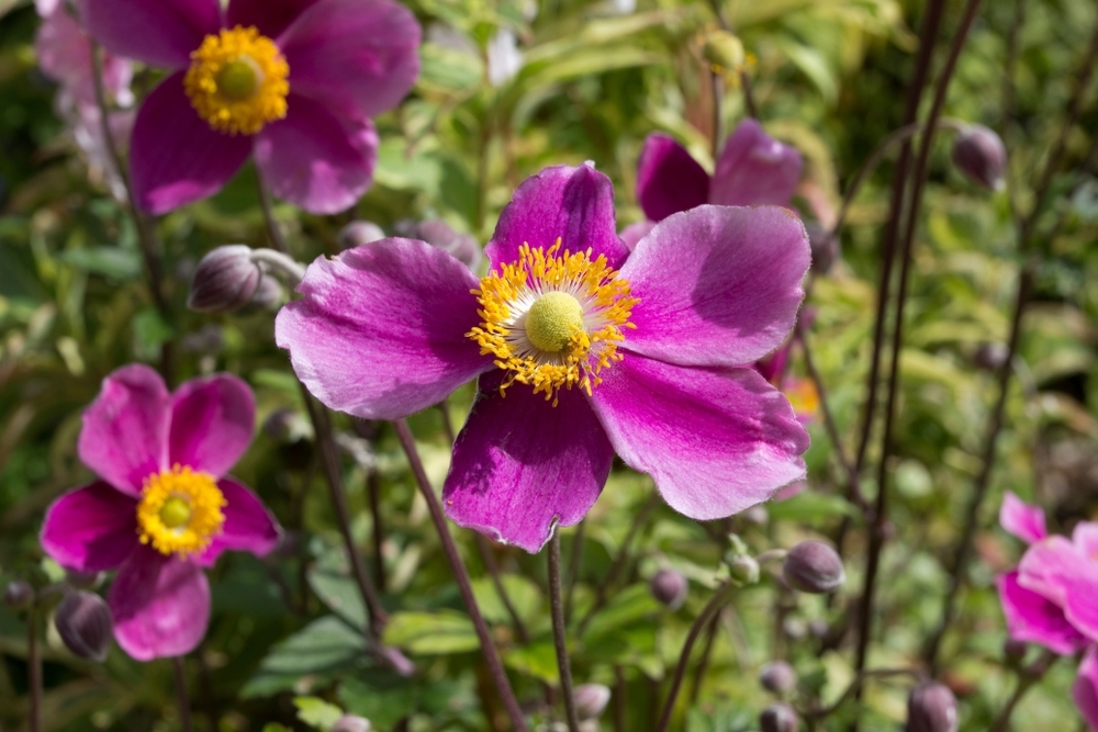 How to grow Japanese anemones - Garsons