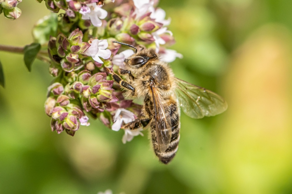 Why are pollinators so important? - Garsons