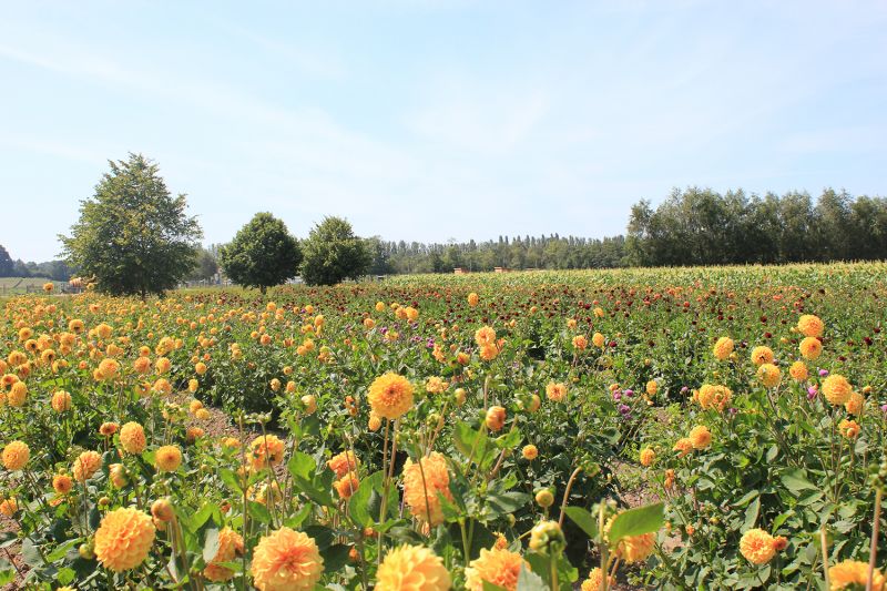 Pick Your Own Farm | Garsons Esher & Garsons Titchfield