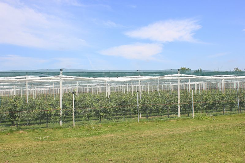 Pick Your Own Farm | Garsons Esher & Garsons Titchfield